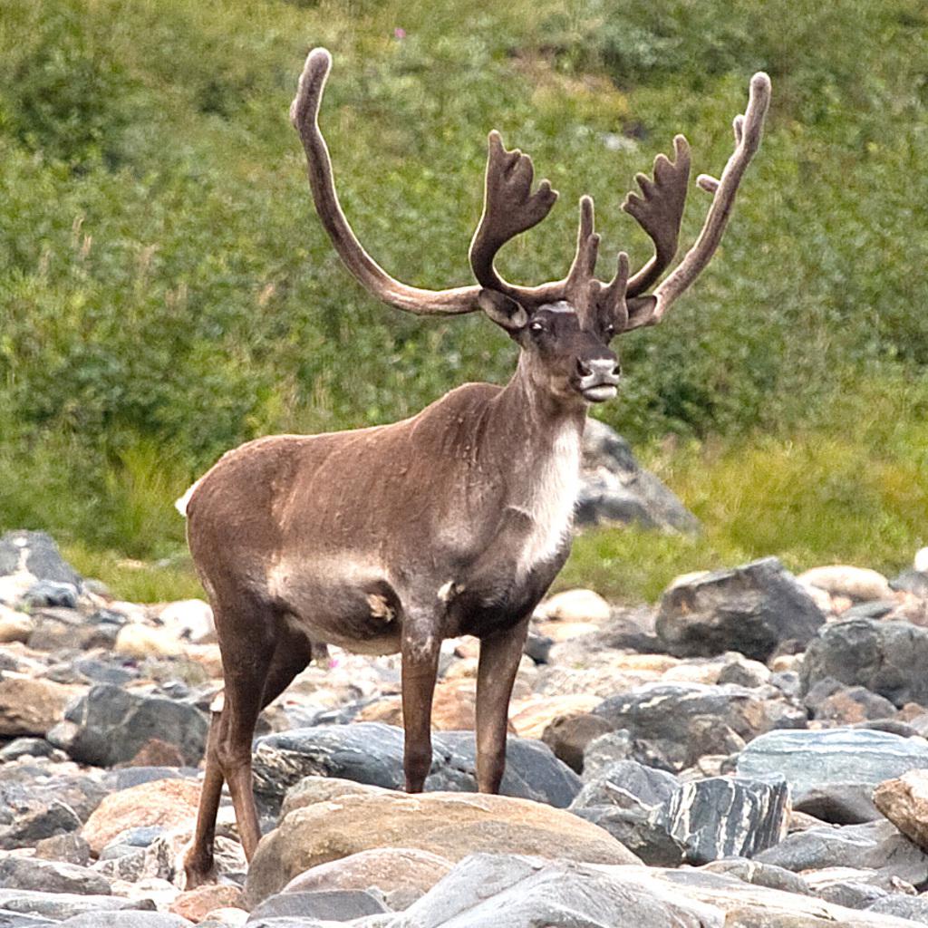 Caribou Images A Seasonal Wildlife Spectacle