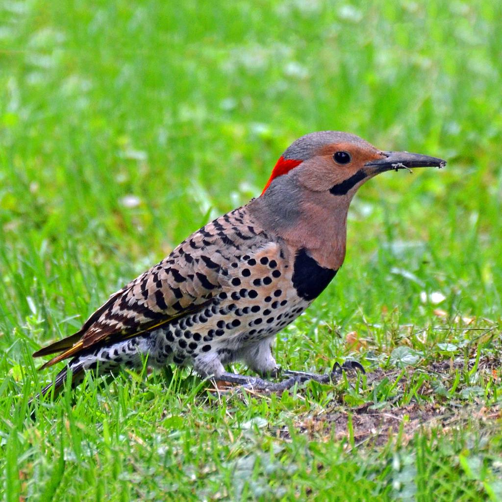Northern Flicker Nature Companion Northern Flicker Nature Companion