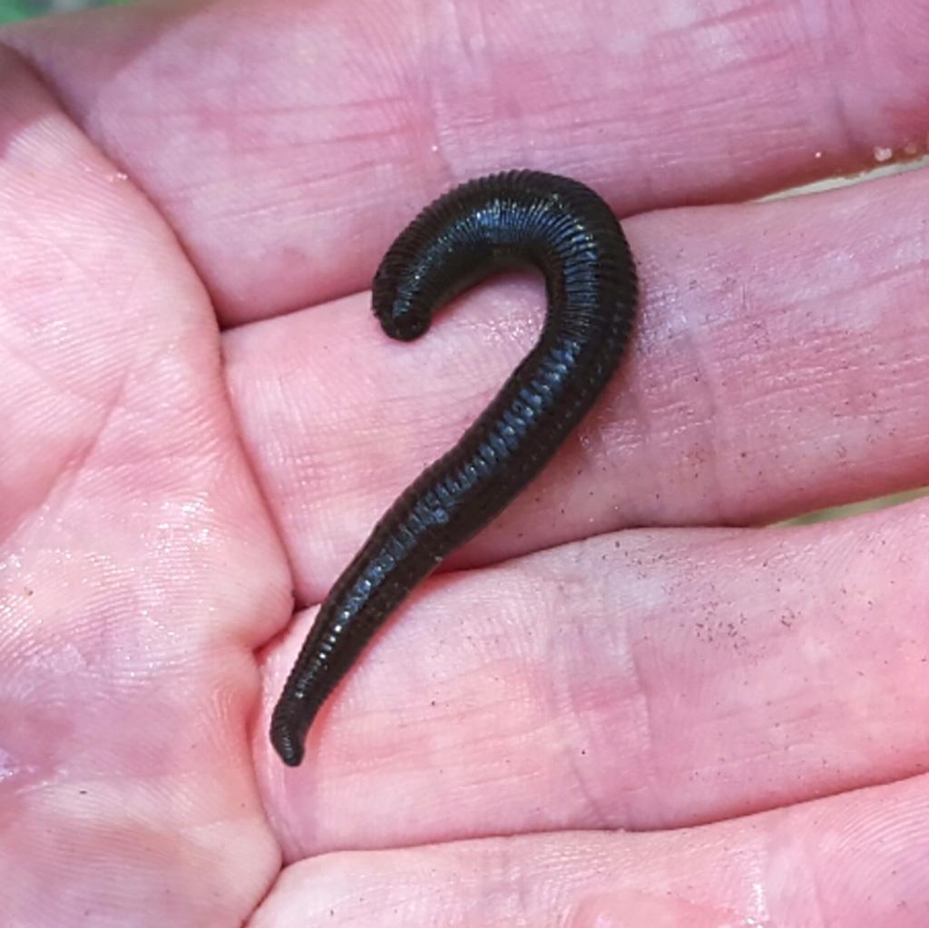 Leech Nature Companion Leech Nature Companion